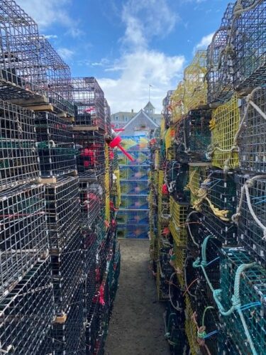 Maze of Traps on Trap Day 2021 – Monhegan Commons
