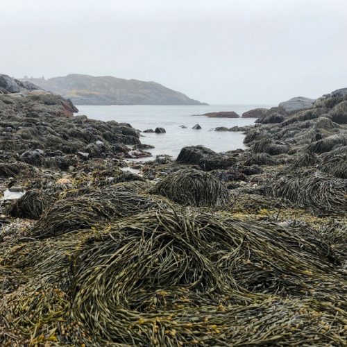 Silken Sea Tangle – Monhegan Commons