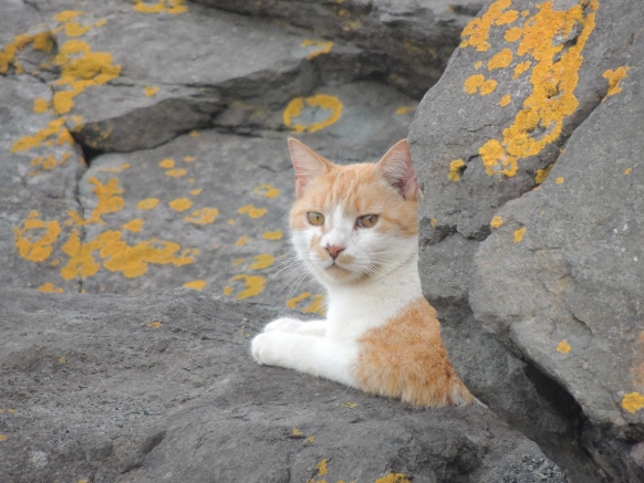 Cat on the Rocks @ Monhegan Commons