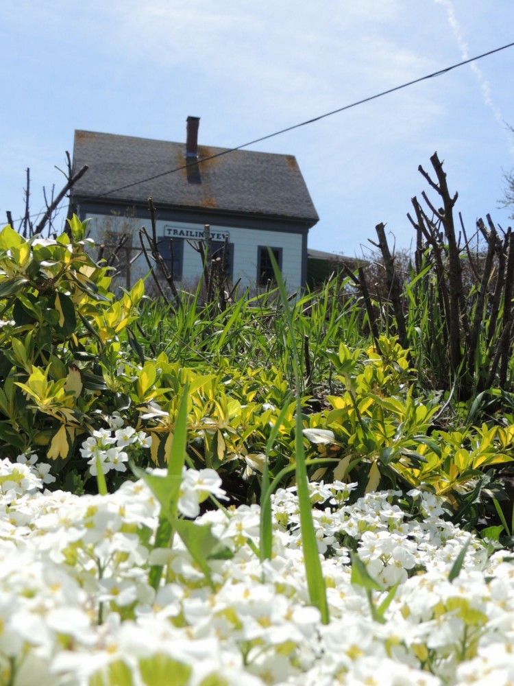 Trailing Yew – Monhegan Commons