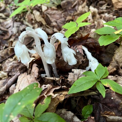The Strange Background of the Ghost Pipe Plant – Monhegan Commons