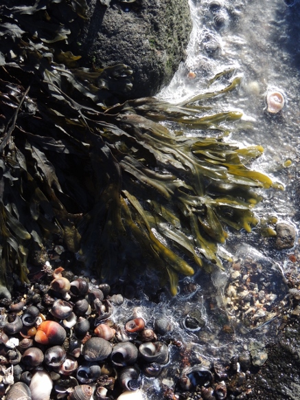 Icy Seaweed Still Life – Monhegan Commons