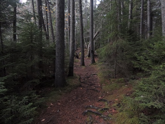 Monhegan Forest – Monhegan Commons