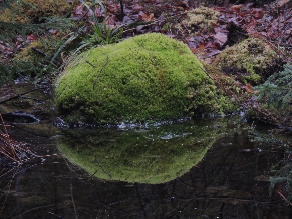 Monhegan Vernal Pool Moss Rock – Monhegan Commons