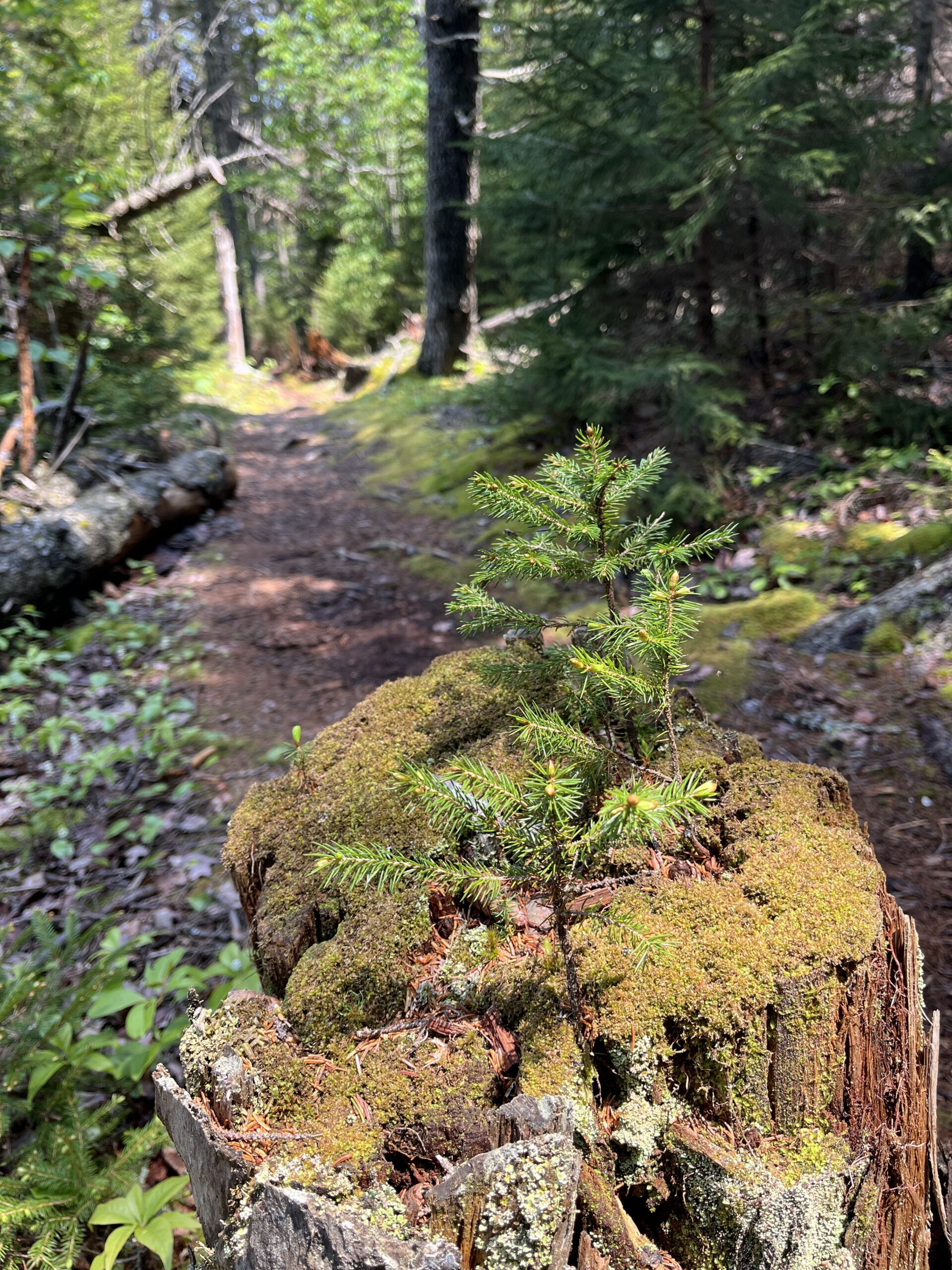 Red Ribbon Trail, Monhegan – Monhegan Commons