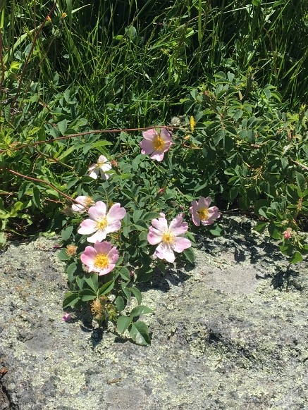 Wild Primrose, MI – Monhegan Commons